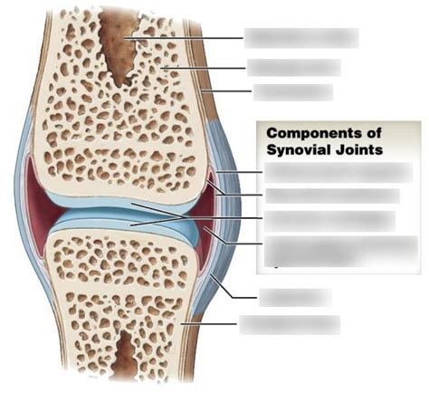 Components Of Synovial Joints Diagram Quizlet