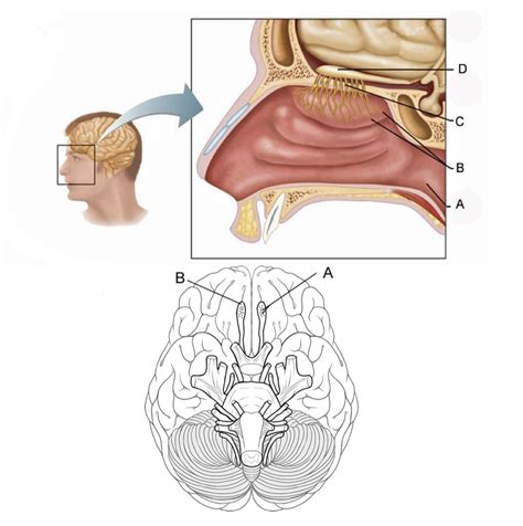 Anatomy Exam 3 Olfactory Nerve Diagram Quizlet