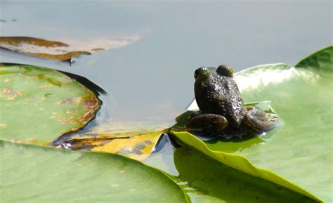 Wallpaper Spring Ngc Frog Npc Lilypad Patience Lotuspond
