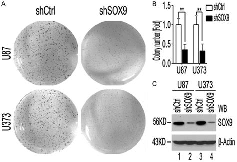 SOX9 Knockdown Inhibits Glioma Cell Proliferation A Colony Formation