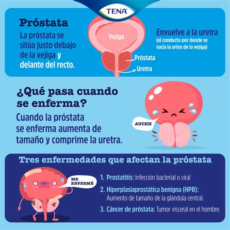 Próstata conocé lo que debés saber sobre esta glándula masculina