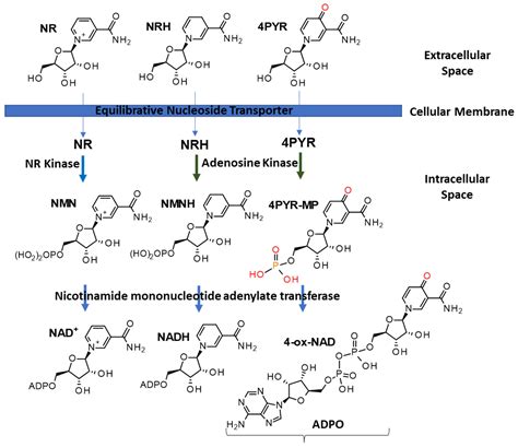 Nutrients Free Full Text Defining NAD P H Catabolism