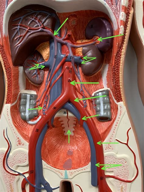 Abdominal Blood Vessels Diagram Quizlet