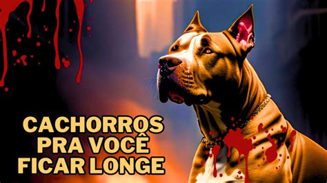 Top Ra As De Cachorros Mais Perigosas Do Mundo Youtube