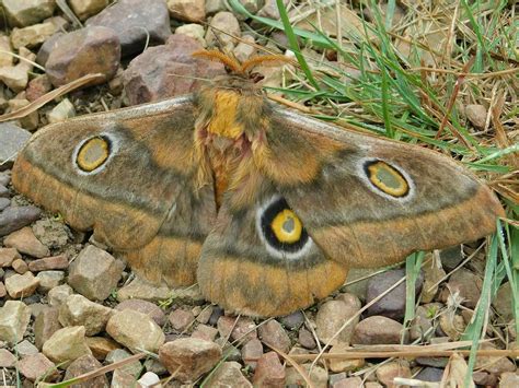 Pine Emperor From Potters Trail Greyton 7233 South Africa On April 29