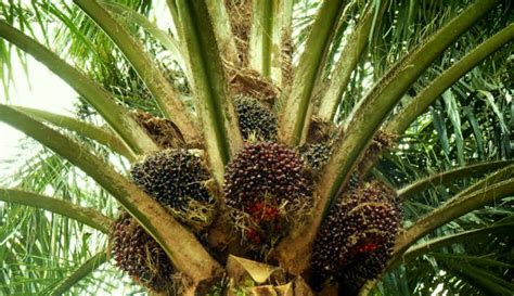Ini Daftar Harga TBS Kelapa Sawit Mitra Swadaya Di Riau Hingga 17