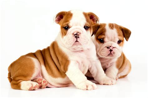 Las Mejores Razas De Perros Para Ni Os Estilo De Vida Madres Univision