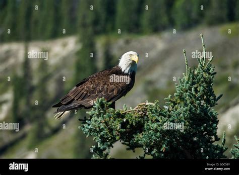 Bald Eagle Haliaeetus Leucocephalus Nesting Yukon Canada Stock Photo