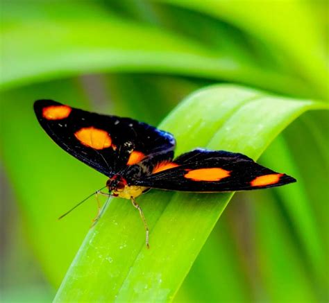 Orange And Black Butterfly Spiritual Meaning