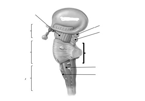 Week Brainstem Diagram Quizlet
