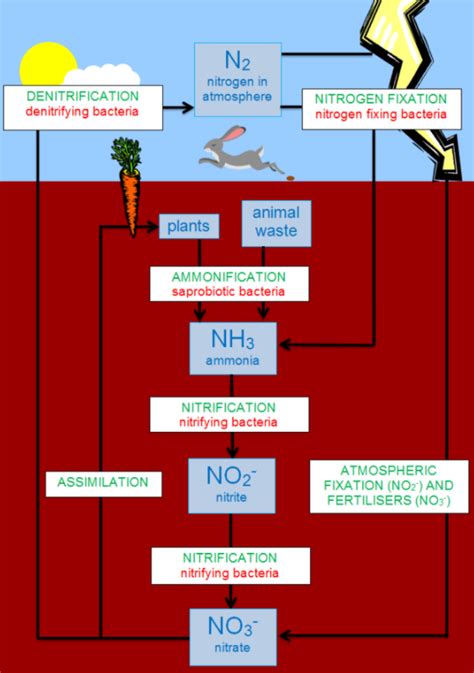 Draw A Schematic Representation Of Nitrogen Cycle Class 8 Wiring View