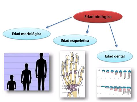 Maduración ósea crecimiento craneofacial curva de crecimiento PPT