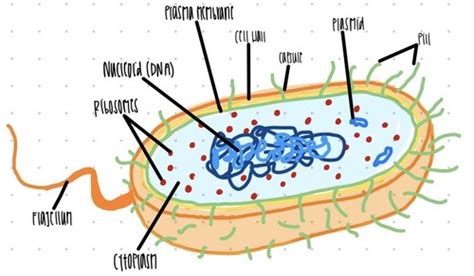 Biol Exam Review Flashcards Quizlet