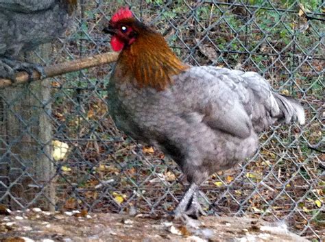 Welarans Welsummer X Marans BackYard Chickens Learn How To Raise