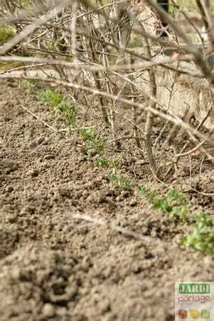 Quel Tuteur Pour Ramer Les Petits Pois Jardipartage