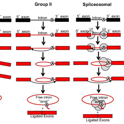 Integration And Splicing Of Intron Types Group I Introns Are