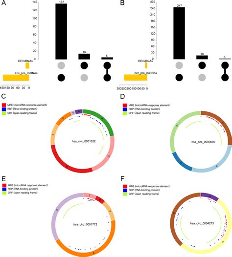 Targeted MiRNAs Prediction Of DElncRNAs And DEcircRNAs A B Overlapped