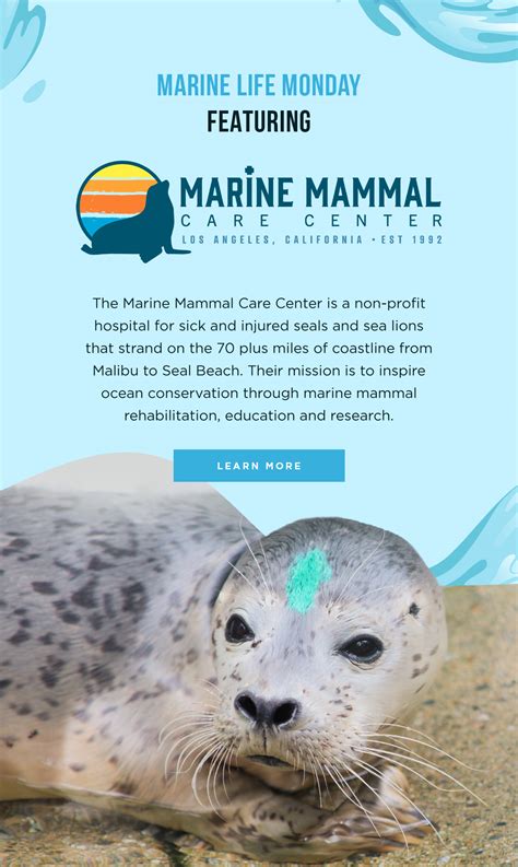 Meet Marine Mammal Care Center Sand Cloud