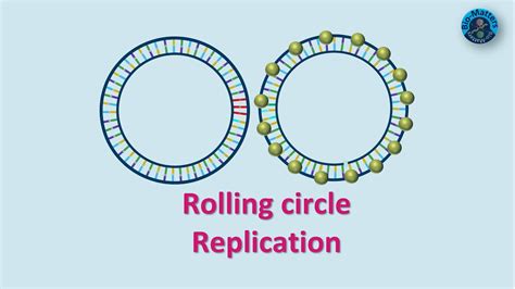 Rolling Circle Replication Molecular Biology Bio Matters YouTube