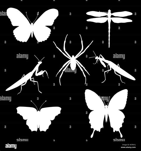 Set De Vectores De Siluetas De Insectos Mariposas Spider Mantises