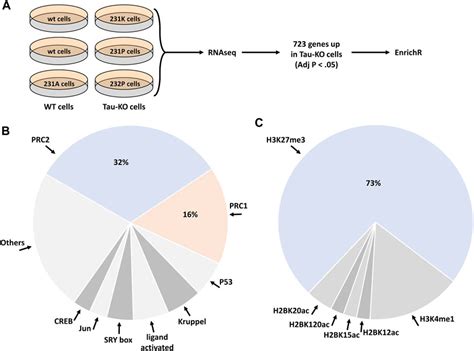 Frontiers Tau Protein Modulates An Epigenetic Mechanism Of Cellular