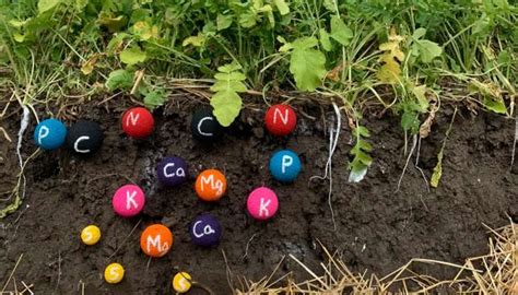 Cómo llegan los nutrientes a las plantas InfoAgronomo