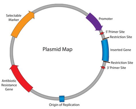 分子生物学 常见实验技术 Plasmids Cloning Vector Reporter Life