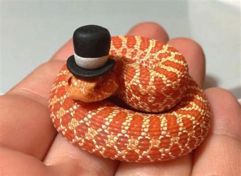 Irresistibly Cute Snakes Snakes With Hats Cute Snake Snake Photos