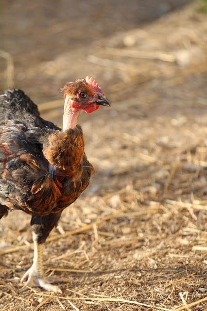 27 Best Naked Neck Chickens Images On Pinterest Breeds Of Chickens