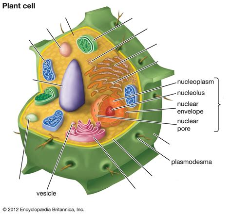 Biology Midterm Review Diagram Quizlet