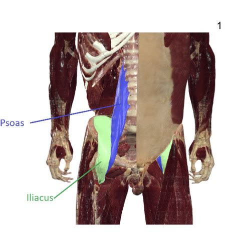 Anatomy Muscles Of The Hip And Lower Limb Flashcards Quizlet