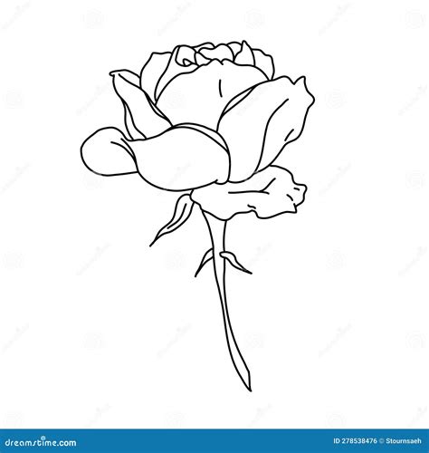 Rose Flower In Bloom On Stem Line Art Hand Drawn Realistic Detailed