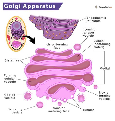 Golgi Apparatus Definition Location Structure Functions Plant
