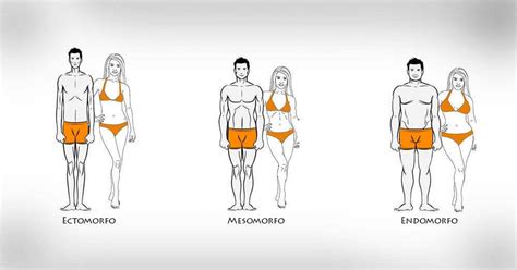 Cual Es Tu Biotipo Corporal Ectomorfo Endomorfo O Mesomorfo The Best