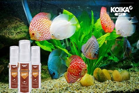 TÌm HiỂu ThÔng Tin VỀ SẢn PhẨm Men Vi Sinh Koika Ph 30ml Men Vi Sinh Cho Cá Koika