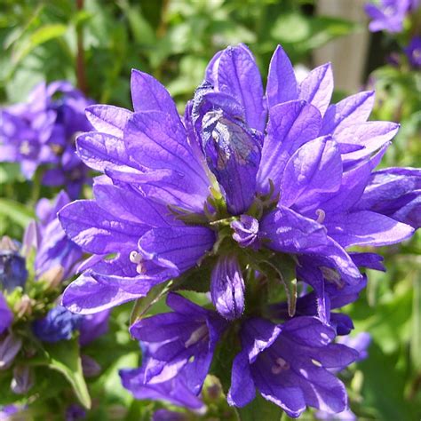 Campanula Glomerata Acaulis Find Haveplanter