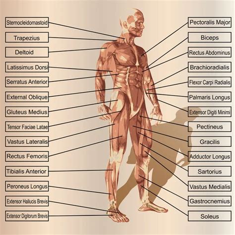 Vector Human Man Anatomy With Muscles Text Stock Vector Image By