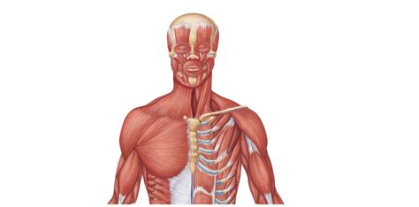 Muscle Diagram Review Anterior Torso Diagram Quizlet