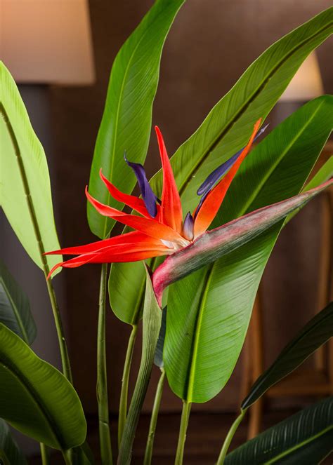 Pianta Sterlizia La Pianta Tropicale Artificiale Di Qualit Arte Fiore