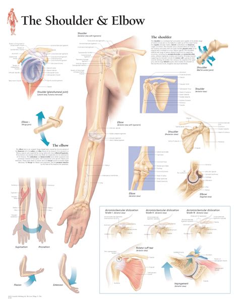 Shoulder Elbow Anatomy Chart Poster Laminated Canoeracing Org Uk