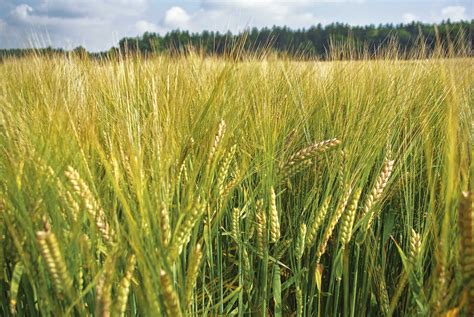 Sommergerste Im Ertrag absolut überzeugend LAND FORST 4 2023