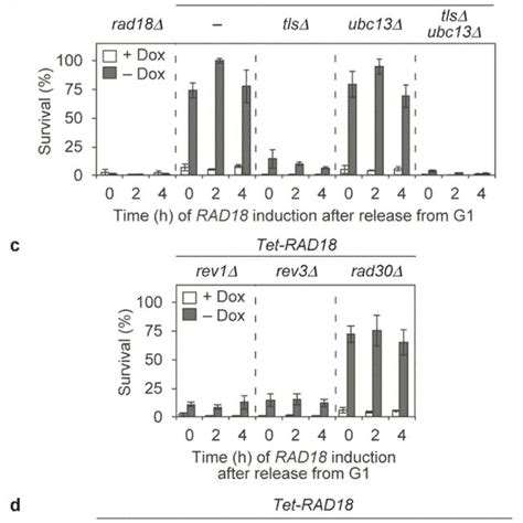 Uv Induced Lesions Are Bypassed Predominantly By Tls A Experimental