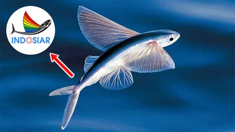 Ikan Torani Mengenal Ikan Terbang Yang Jadi Logo Stasiun TV Indosiar
