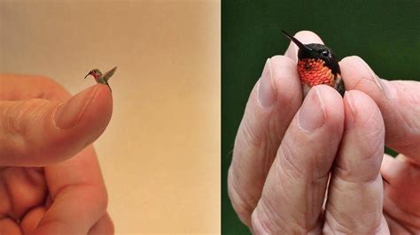 Introducir 55 imagen colibri mas pequeño del mundo Viaterra mx