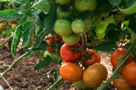 Monitoramento E Controle Das Pragas Do Tomate Coleagro