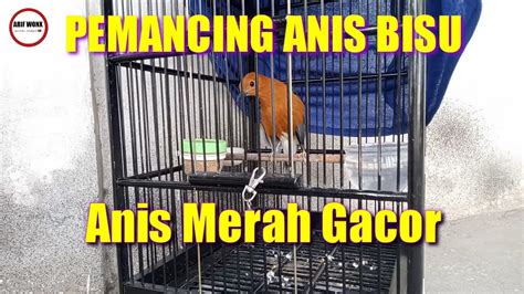 Pancingan Anis Bisu Pancingan Anis Bisu Akan Langsung Nyaut