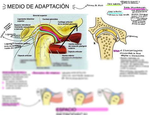 Solution Atm Articulaci N T Mporo Mandibular Anatom A Studypool
