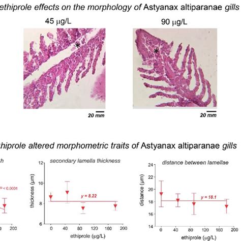 Hematoxylin And Eosin Stained Histological Sections A And
