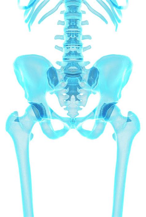 Human Hip Bones Photograph By Sebastian Kaulitzki Science Photo Library