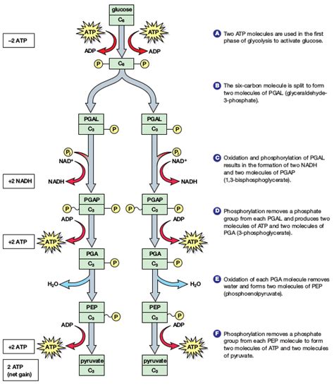 Reactants And Products Of 10 Steps Of Glycolysis Pathway Embden